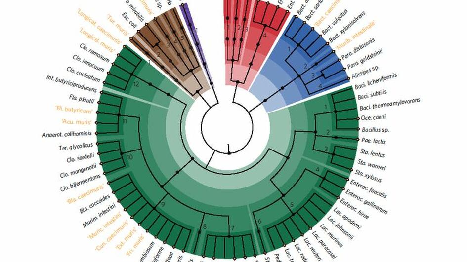 Microbiome: Mouse gut bacteria identified and archived | German Center ...